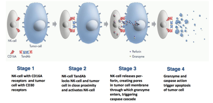 Affimed is seeking funds - European Biotechnology Magazine
