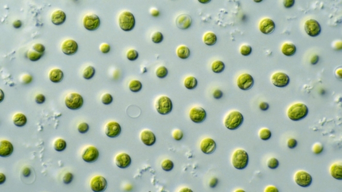 €28.5m for microalgae expert Microphyt - European Biotechnology Magazine
