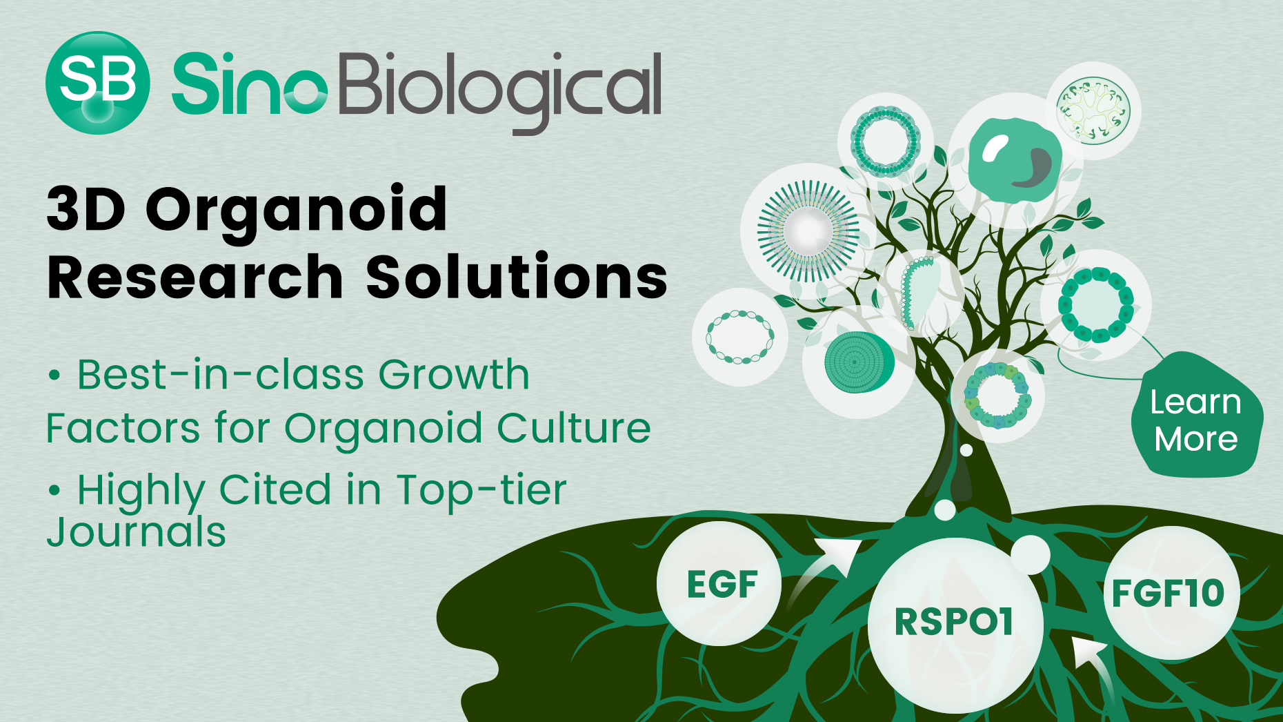 Organoid Research - European Biotechnology Magazine