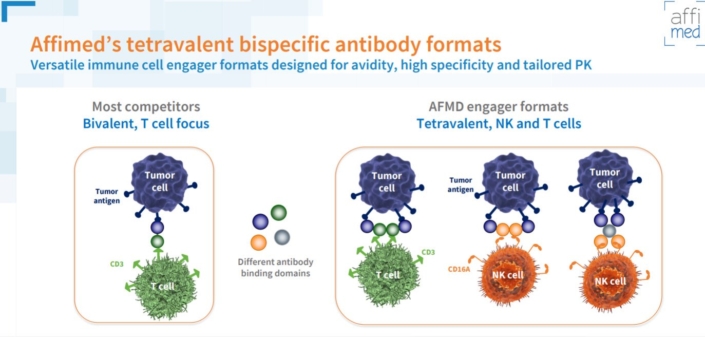 Affimed halts trial after patient death and SAEs - European ...
