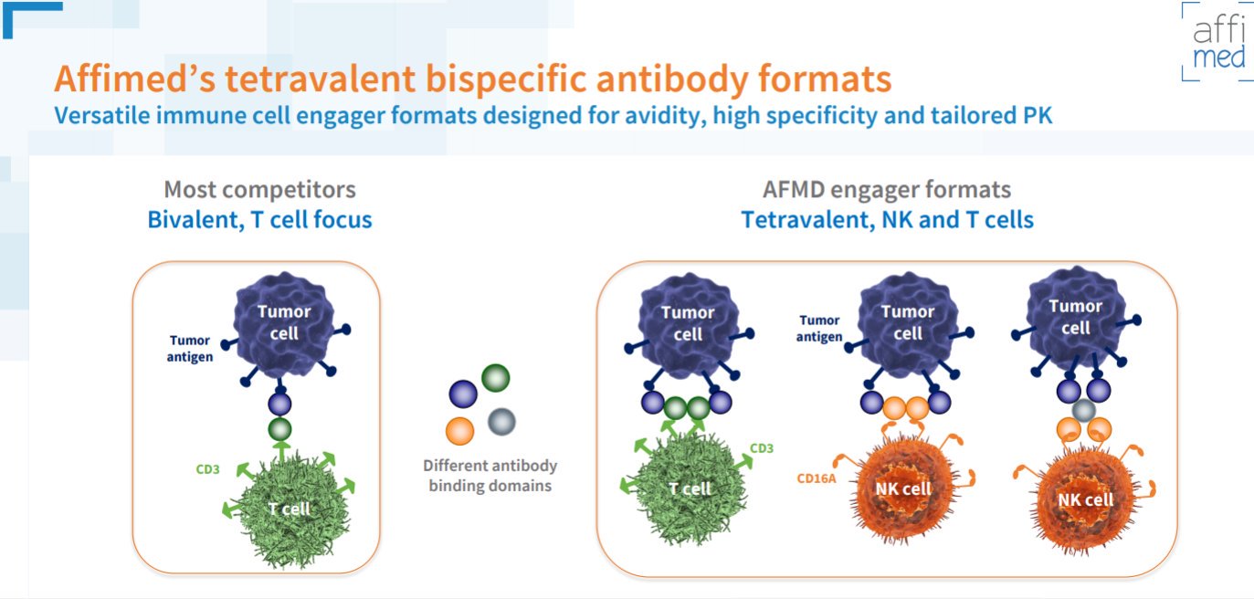 Affimed halts trial after patient death and SAEs - European ...