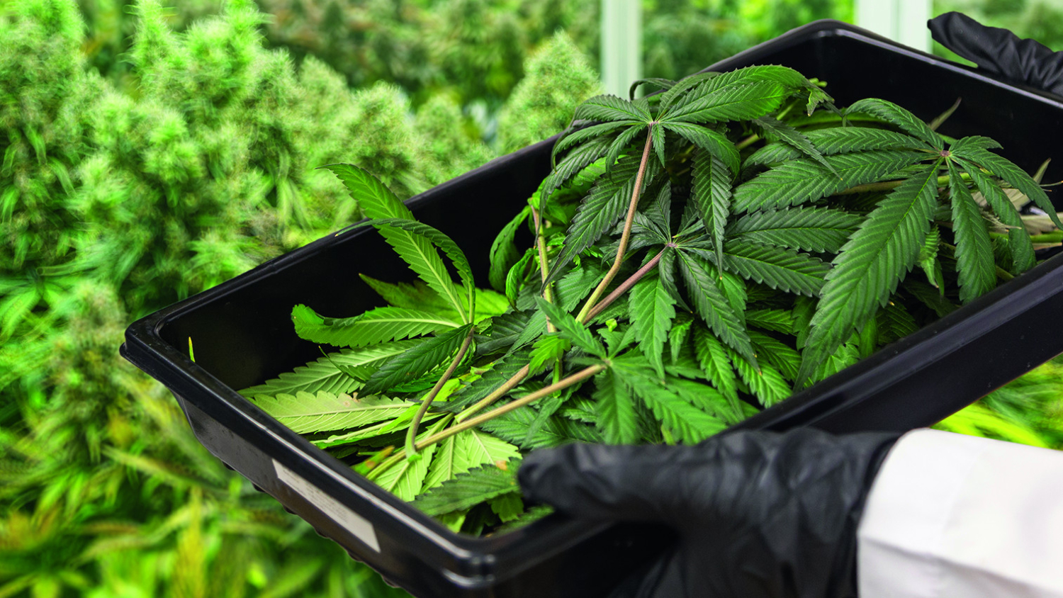 Medical cannabis - Made in Germany - European Biotechnology Magazine