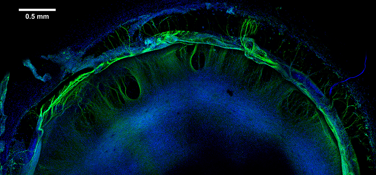Germany lagging behind in stem cell research - European Biotechnology ...