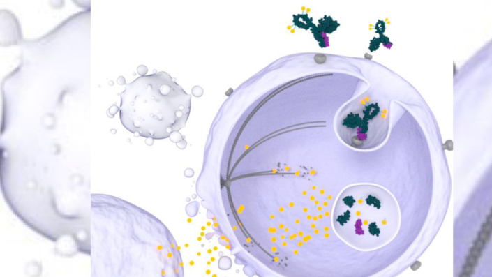 Takeover in ADC space: Abbvie snags ImmunoGen - European Biotechnology ...