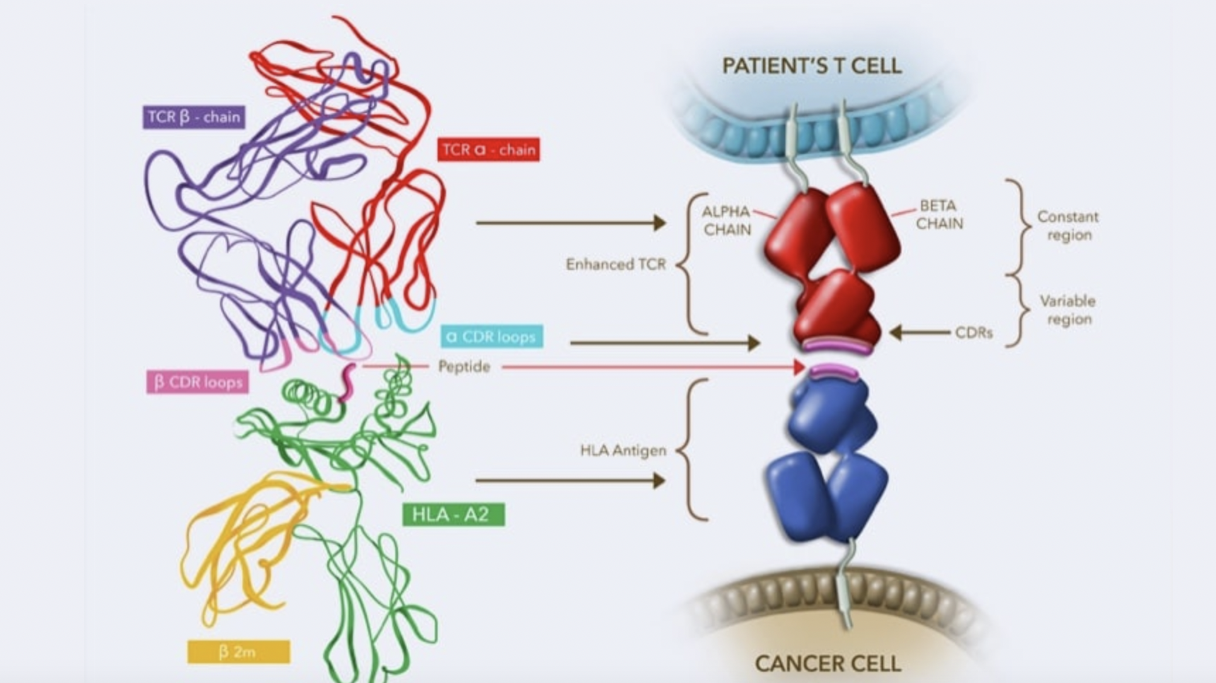 FDA approves cell therapy for solid tumours - European Biotechnology Magazine