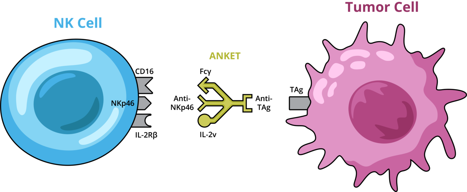 Tetraspecific B Nk Cell Better Than T Cell Engagers European