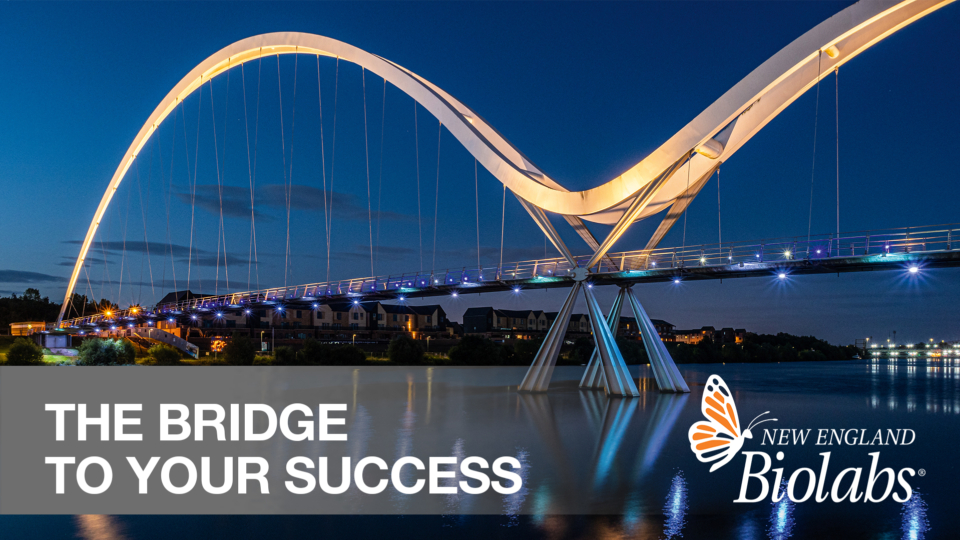 The Bridge to your success - European Biotechnology Magazine