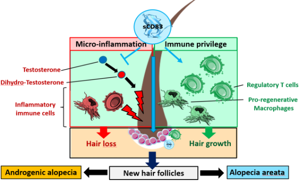 Mallia selects Northway to produce alopecia therapy - European ...