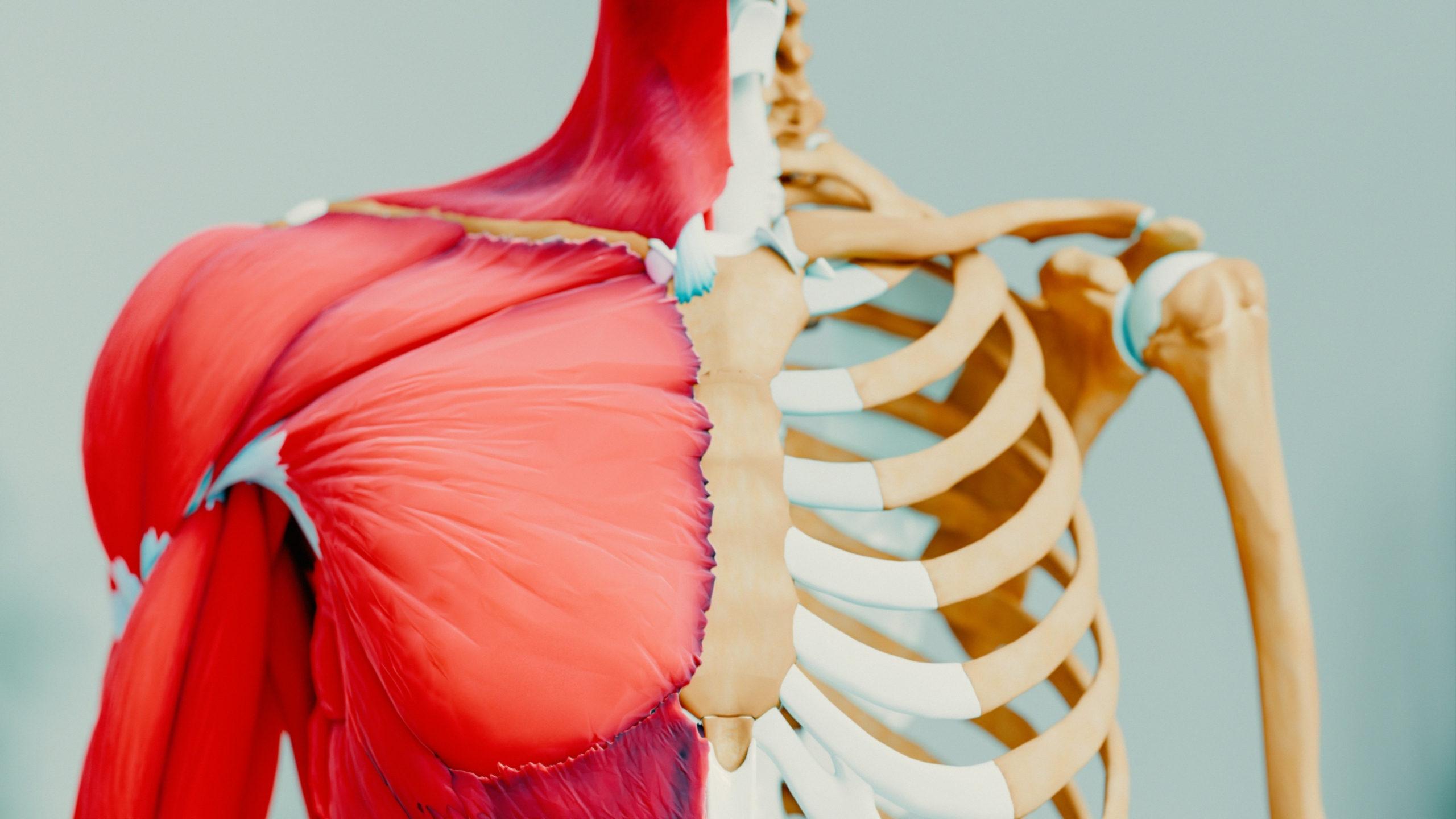 Servier buys Edgewise muscular dystrophy business for up to US$2.65bn ...